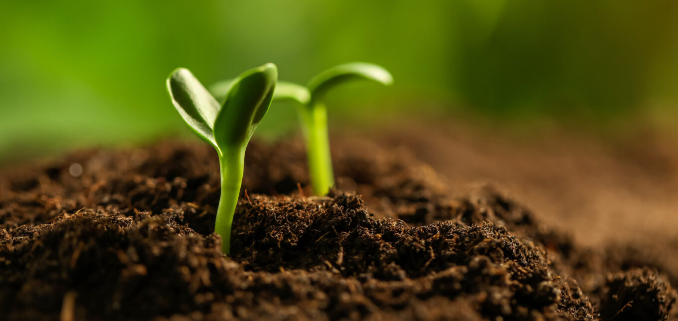 Seed Growing Background